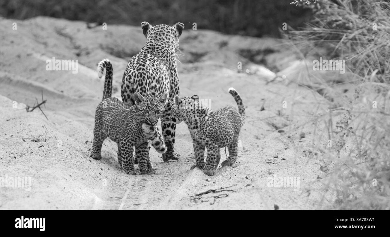A female leopard with cubs, Panthera pardus, in black and white Stock ...