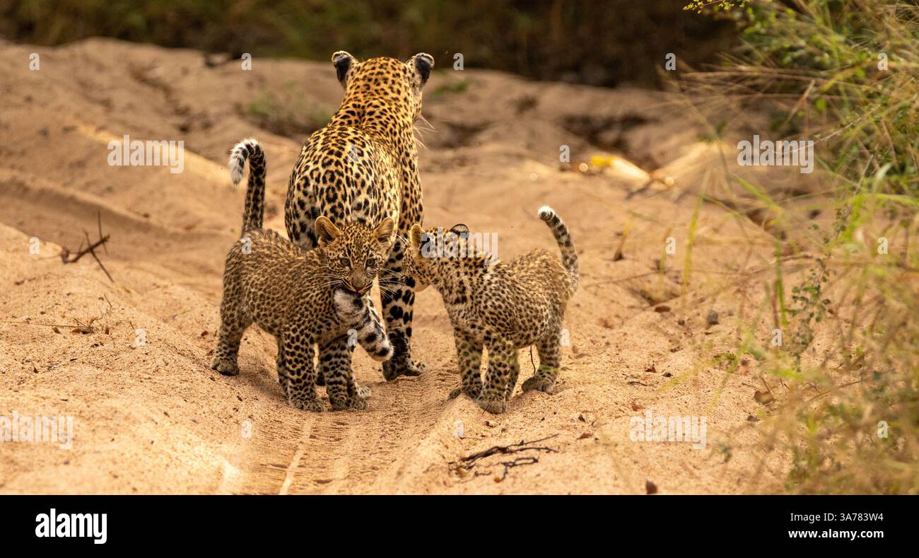 A female leopard with cubs, Panthera pardus Stock Photo - Alamy