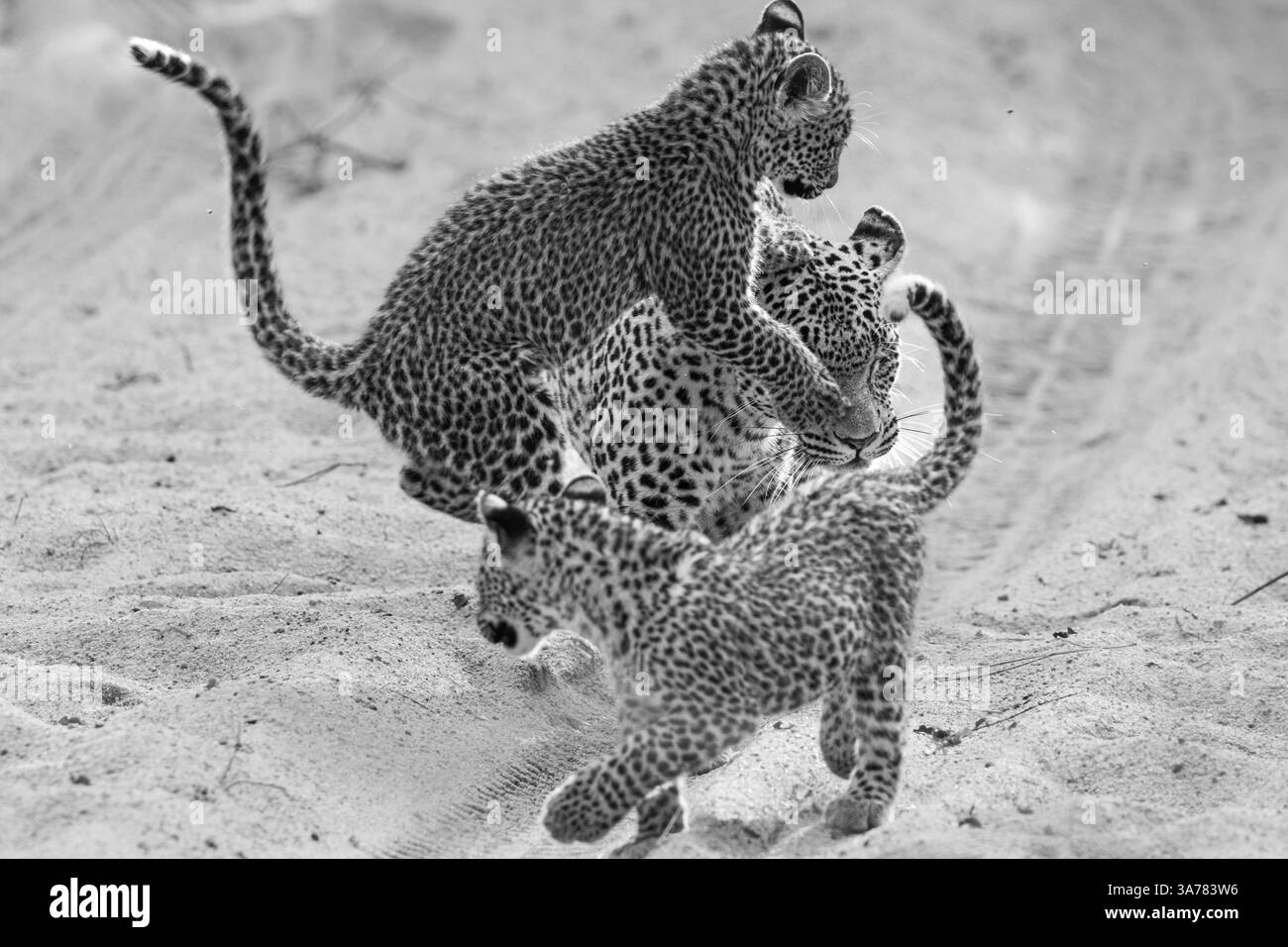 A female leopard with cubs, Panthera pardus, in black and white Stock ...