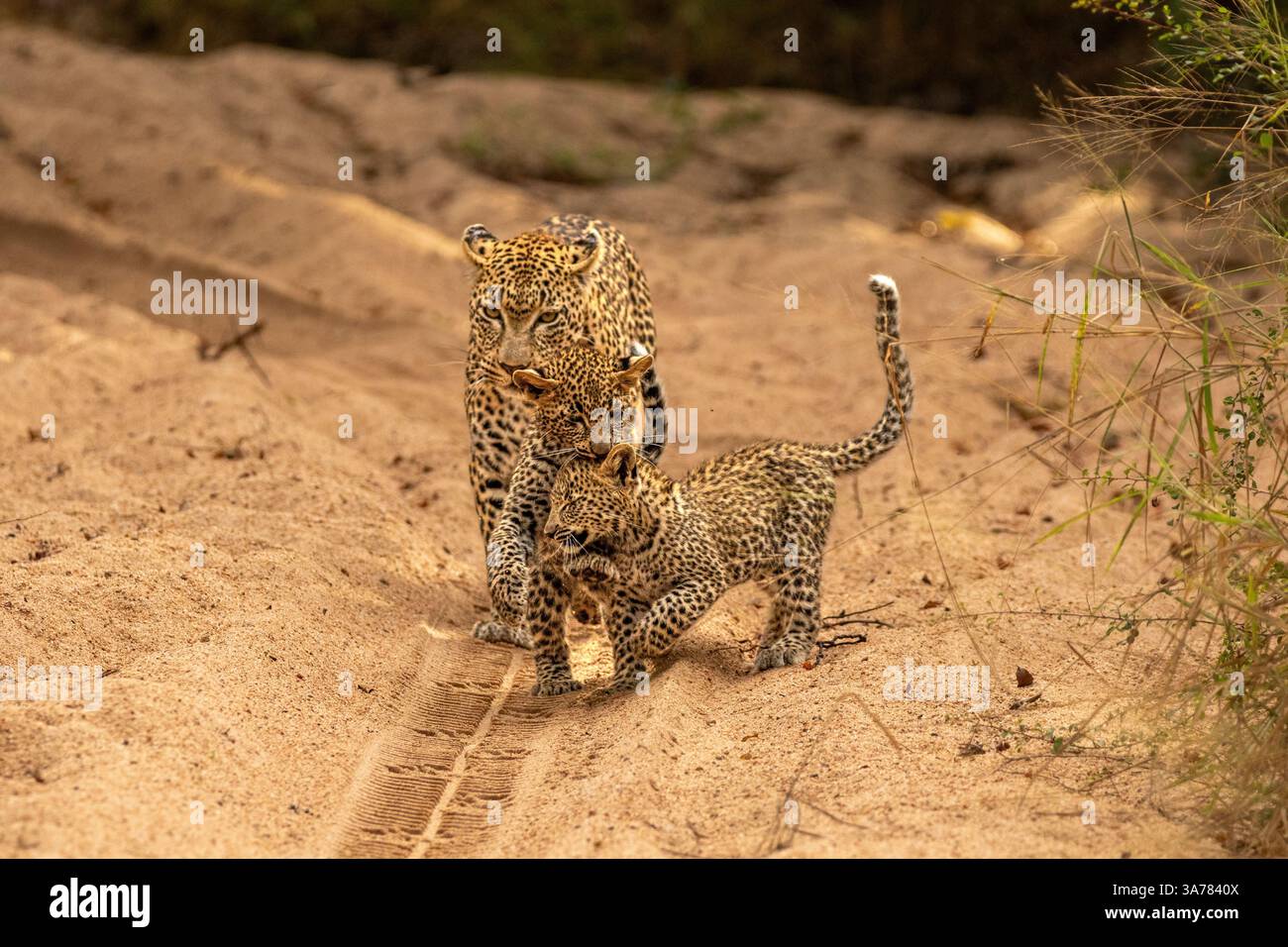 A female leopard with cubs, Panthera pardus Stock Photo - Alamy