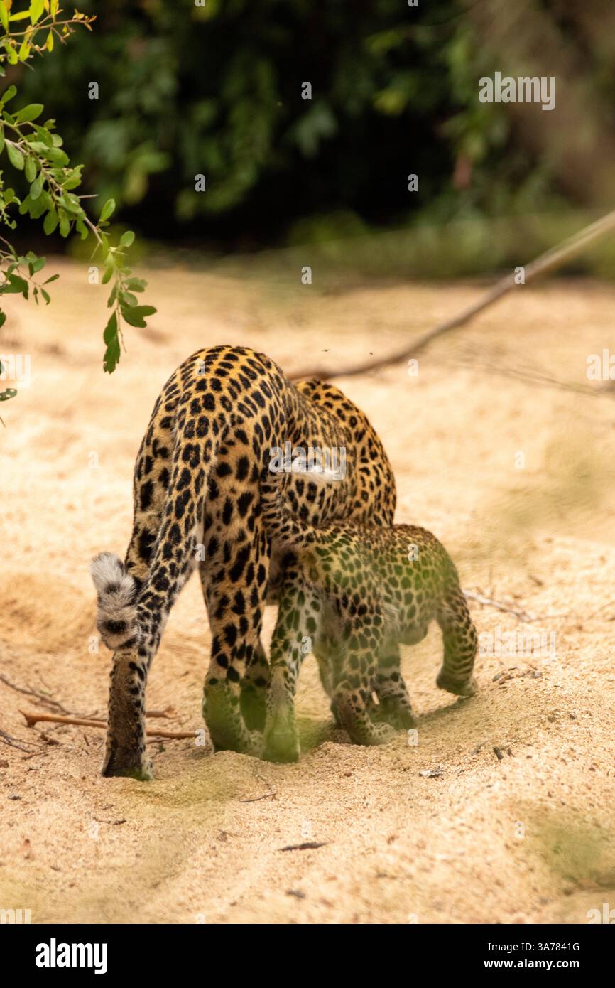 A female leopard with cubs, Panthera pardus Stock Photo - Alamy