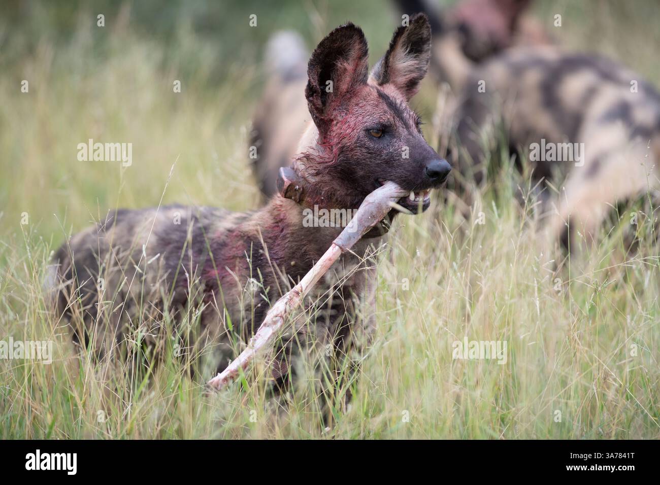 Wild dog with Impala leg kill, Lycaon pictus Stock Photo - Alamy