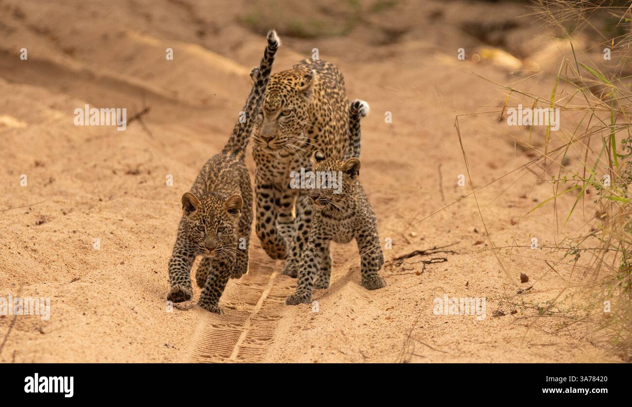 A female leopard with cubs, Panthera pardus Stock Photo - Alamy