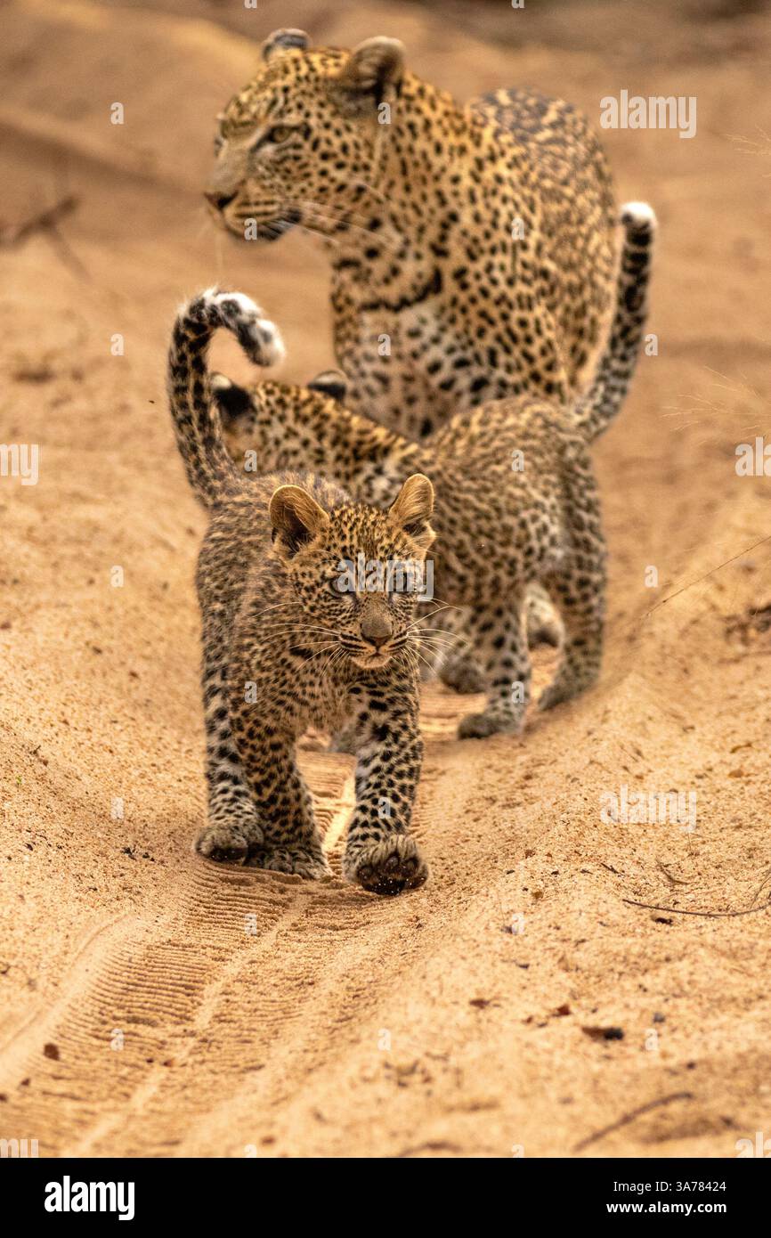 A female leopard with cubs, Panthera pardus Stock Photo - Alamy