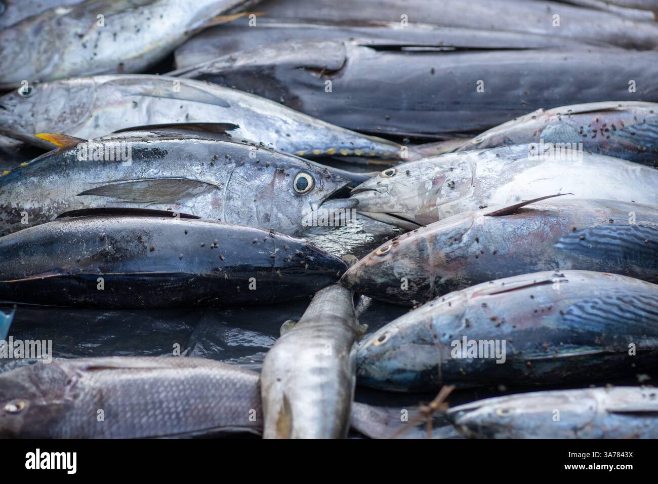 Tuna Fish at Zanzibar , Tanzania Stock Photo - Alamy