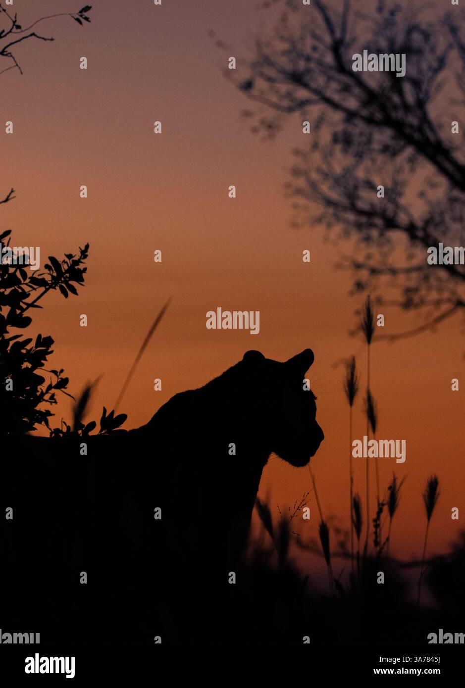 A male leopard at sunset, Panthera pardus Stock Photo - Alamy