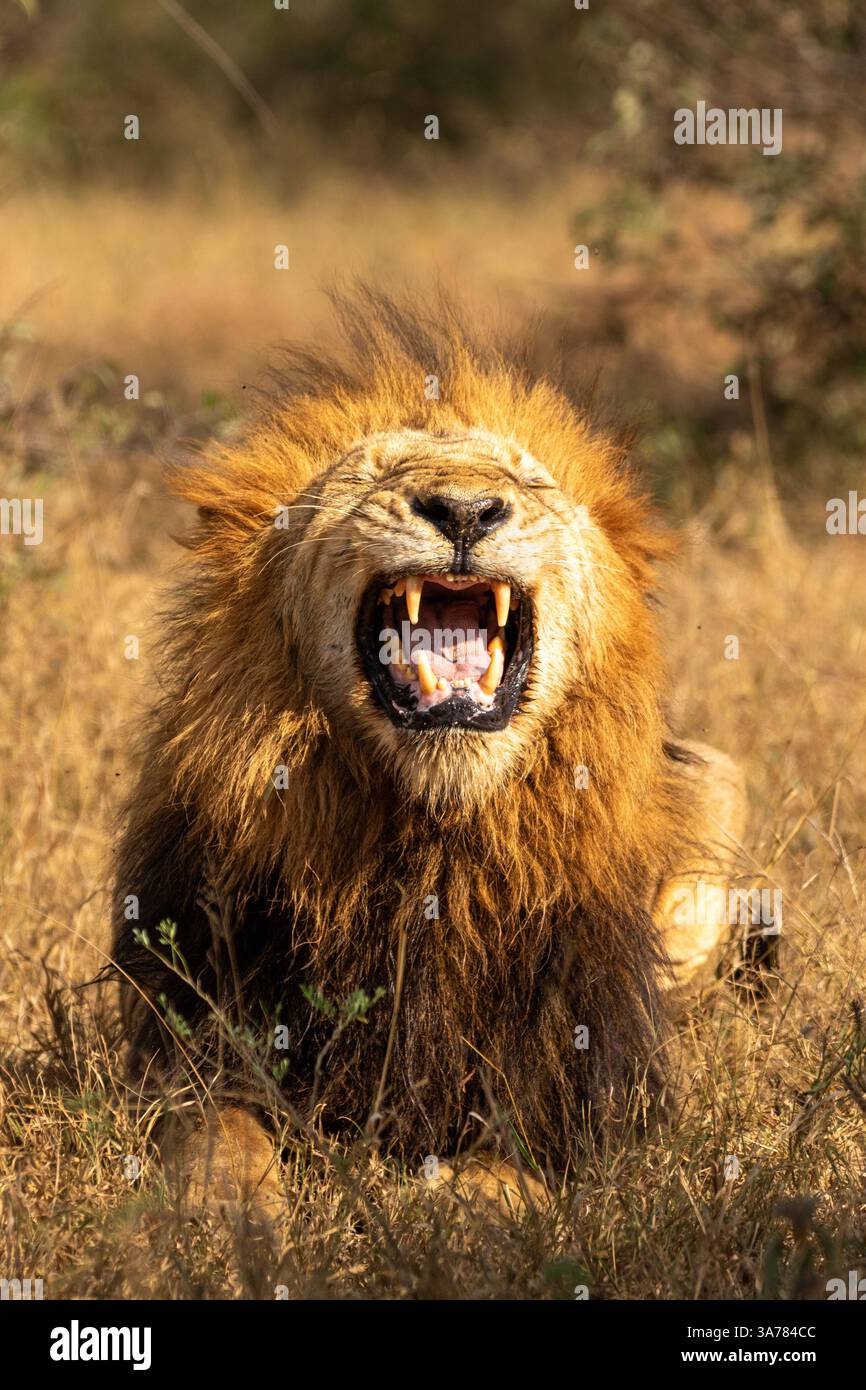 A male lion, Panthera leo, with its mouth open Stock Photo - Alamy