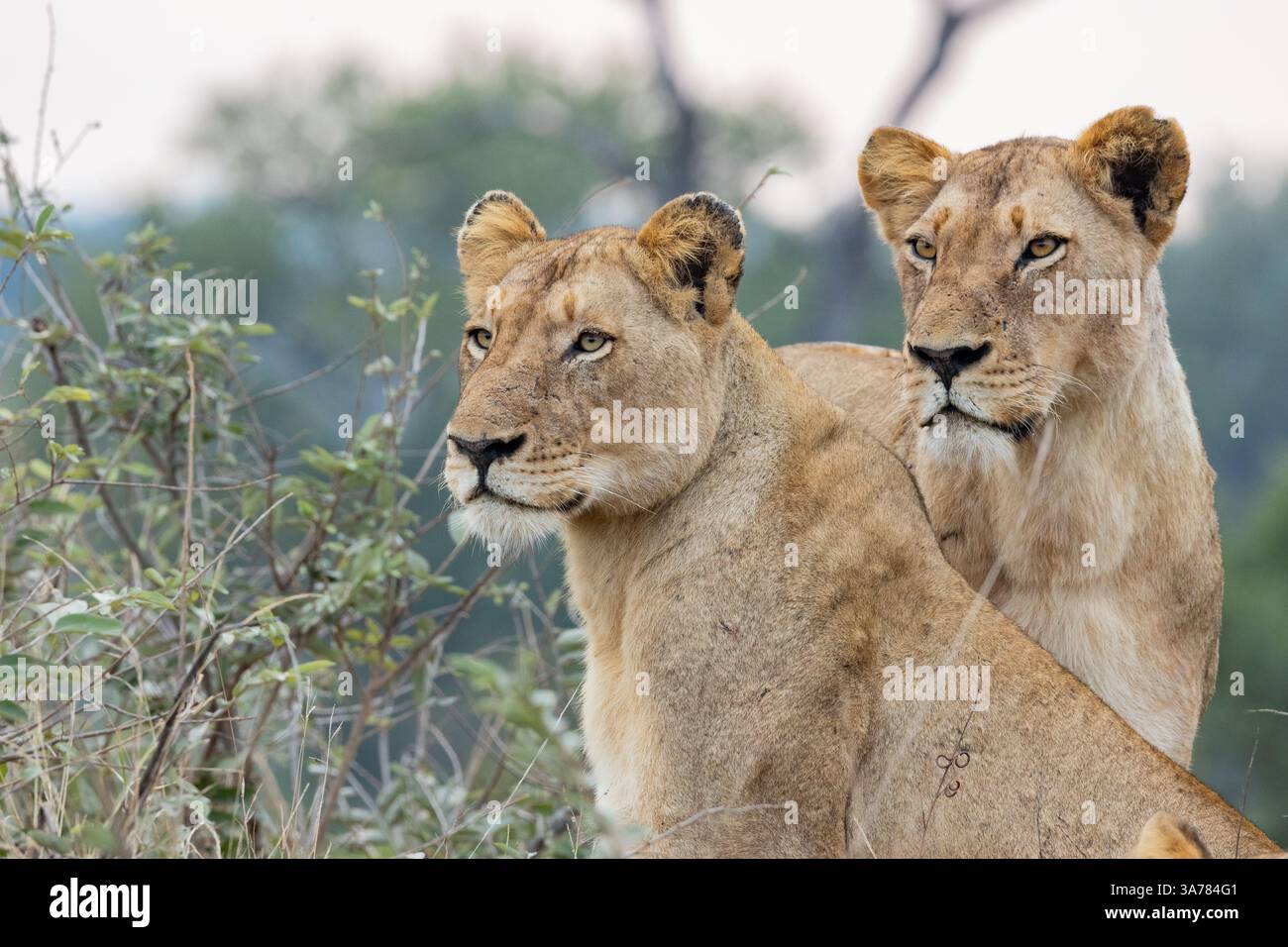Two lionesses, Panthera leo, standing together Stock Photo - Alamy