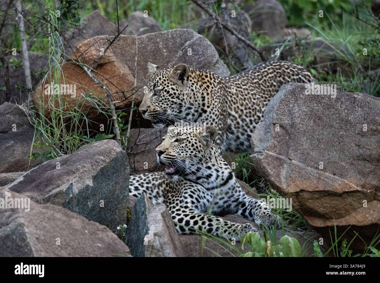 Two male leopards, Panthera pardus, on a boulder Stock Photo - Alamy