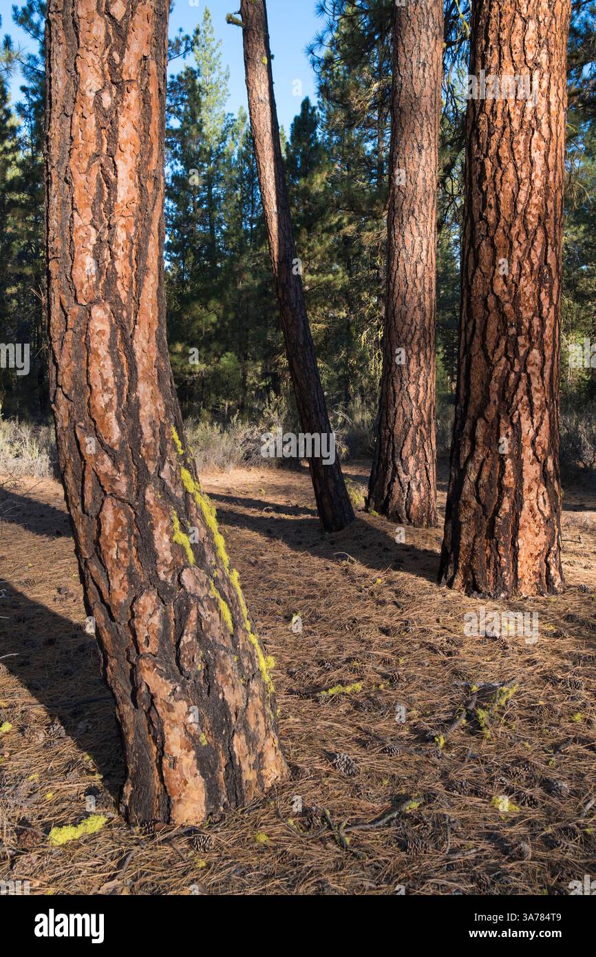 Forest of ponderosa pine, Pinus ponderosa trees, old growth Stock Photo ...