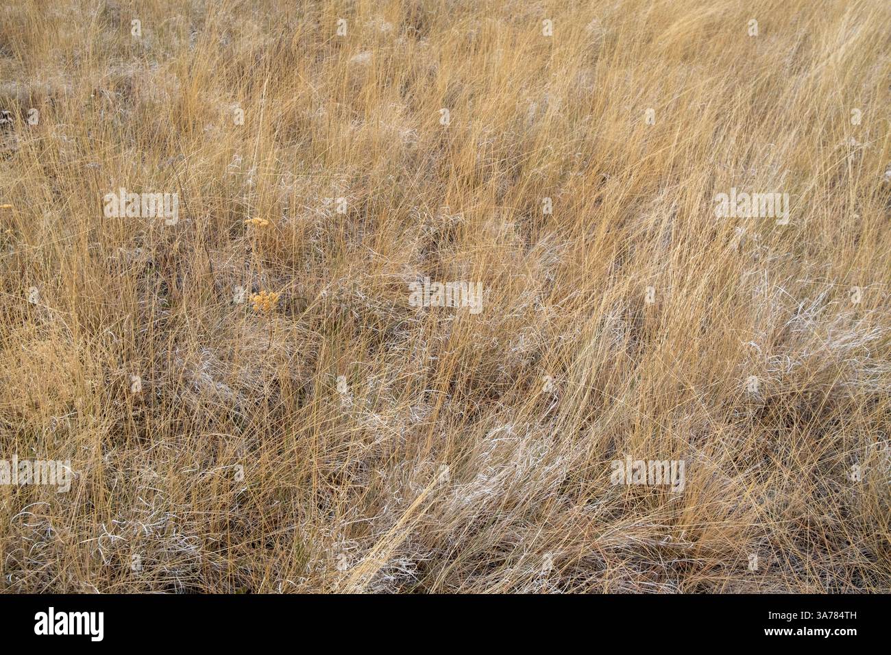 Dry meadow grasses, seedheads and sagebrush in autumn, surface view Stock Photo - Alamy