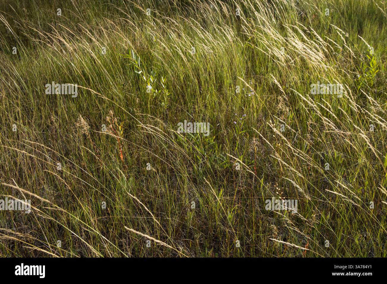 Field of windswept meadow grasses and wildflowers, Lake Tahoe ...