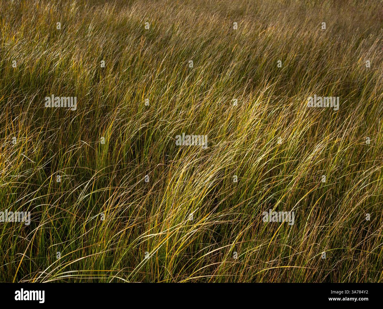 Field of windswept meadow grasses and wildflowers, Lake Tahoe ...