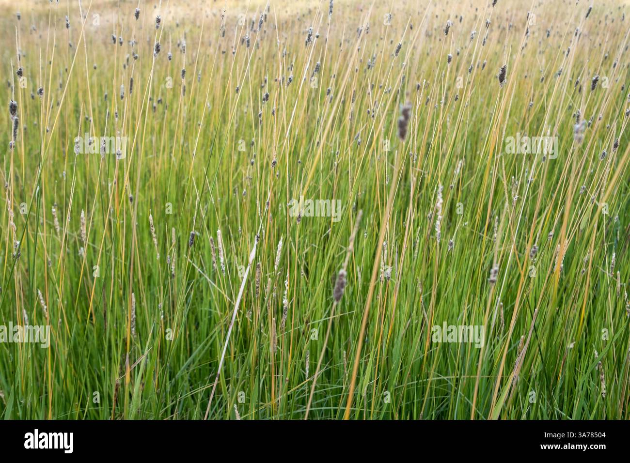 Field of windswept meadow grasses and wildflowers, Lake Tahoe ...