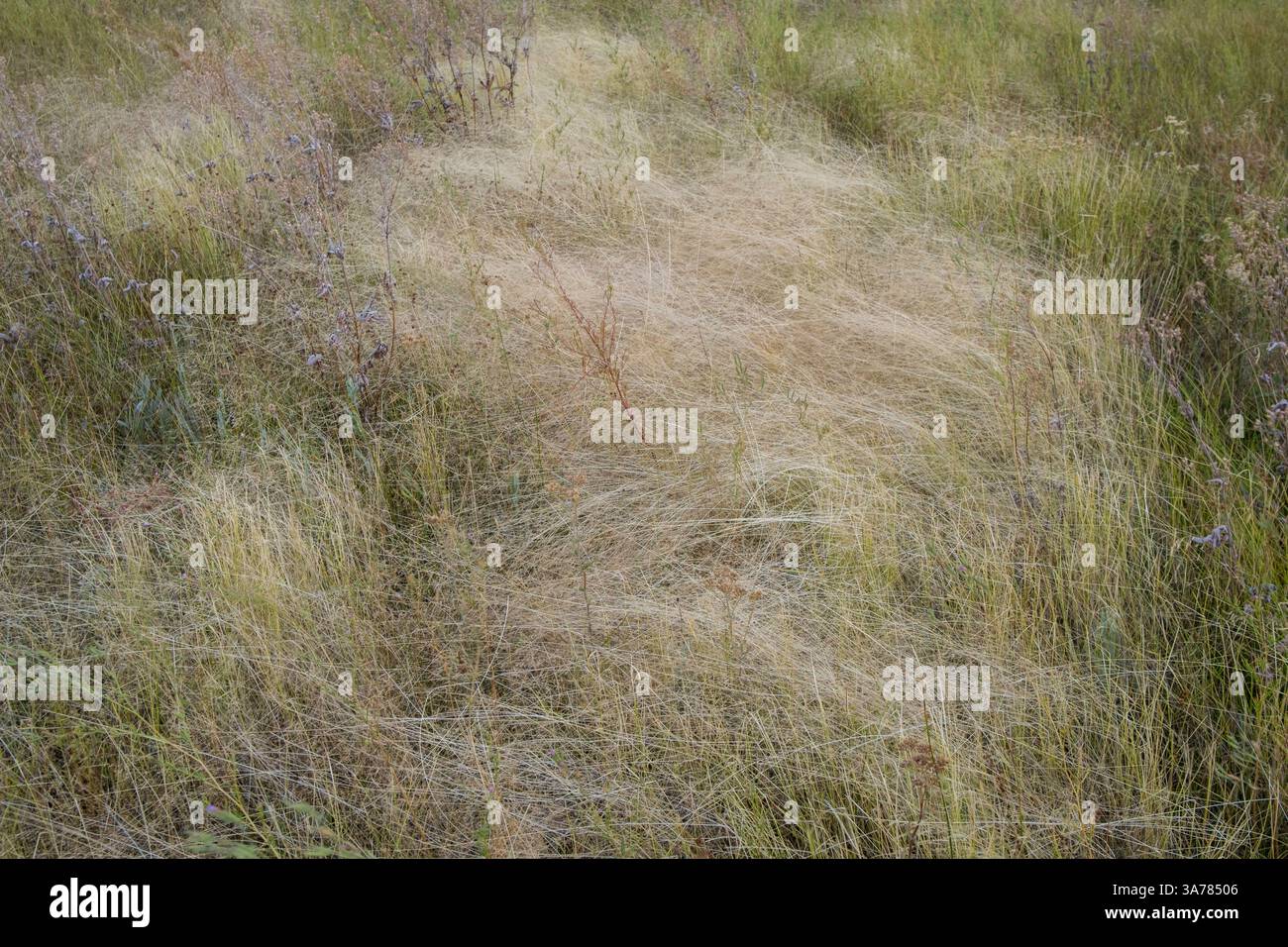 Field of windswept meadow grasses in Fall, Lake Tahoe, CA, USA Stock ...