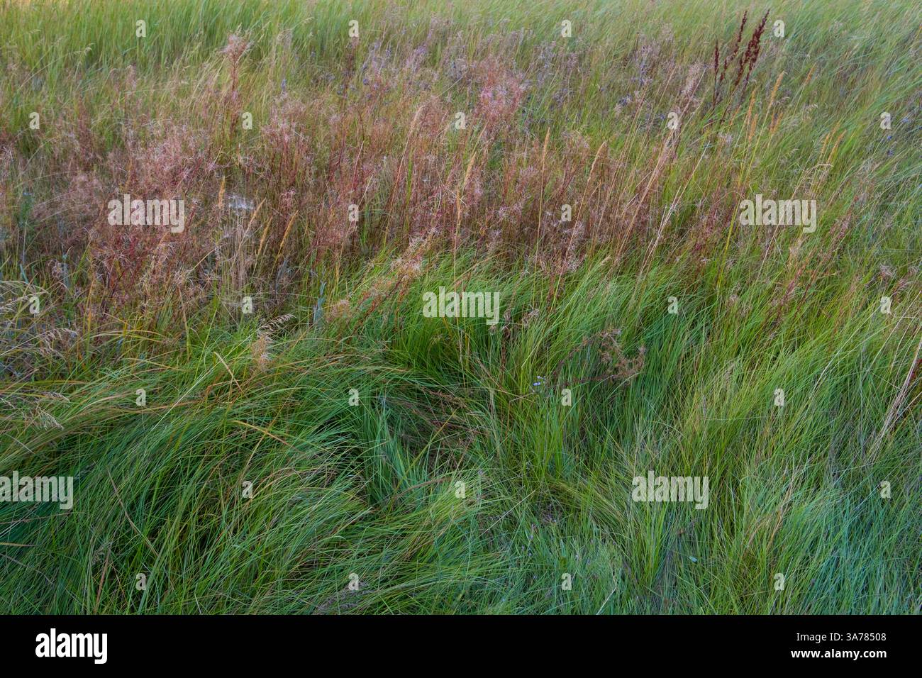 Field of windswept meadow grasses and wildflowers, Lake Tahoe ...