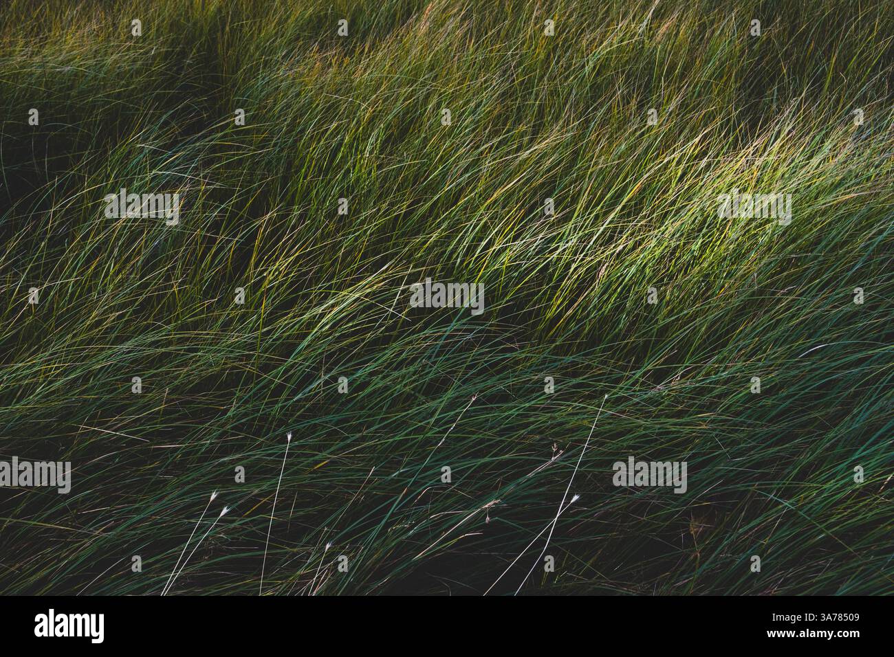 Field of windswept meadow grasses and wildflowers, Lake Tahoe ...