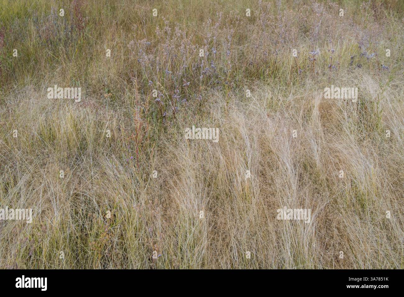 Field of windswept meadow grasses in Fall, Lake Tahoe, CA, USA Stock ...