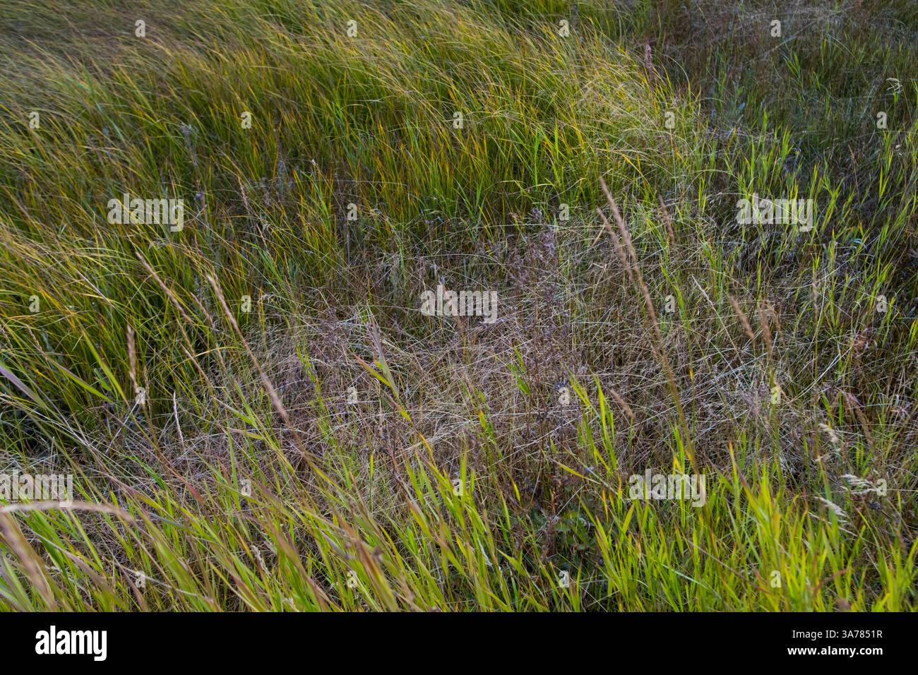 Field of windswept meadow grasses and wildflowers, Lake Tahoe ...