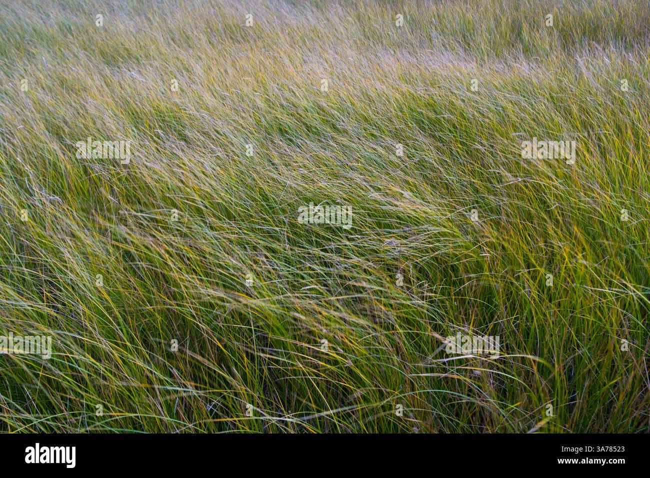 Field of windswept meadow grasses and wildflowers, Lake Tahoe ...