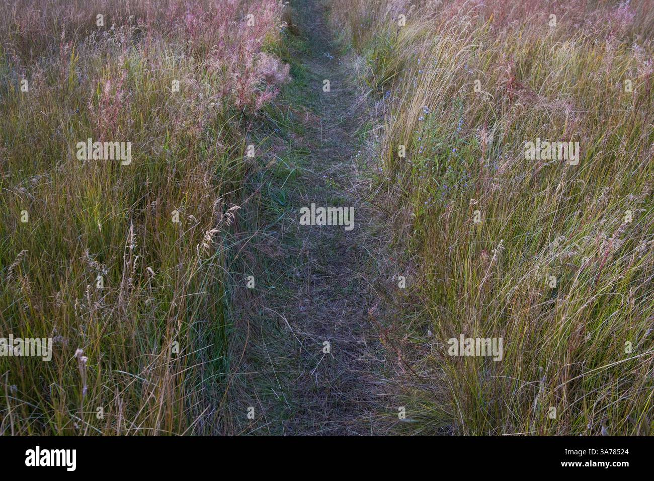 Small footpath through field meadow grasses and wildflowers, Lake Tahoe ...