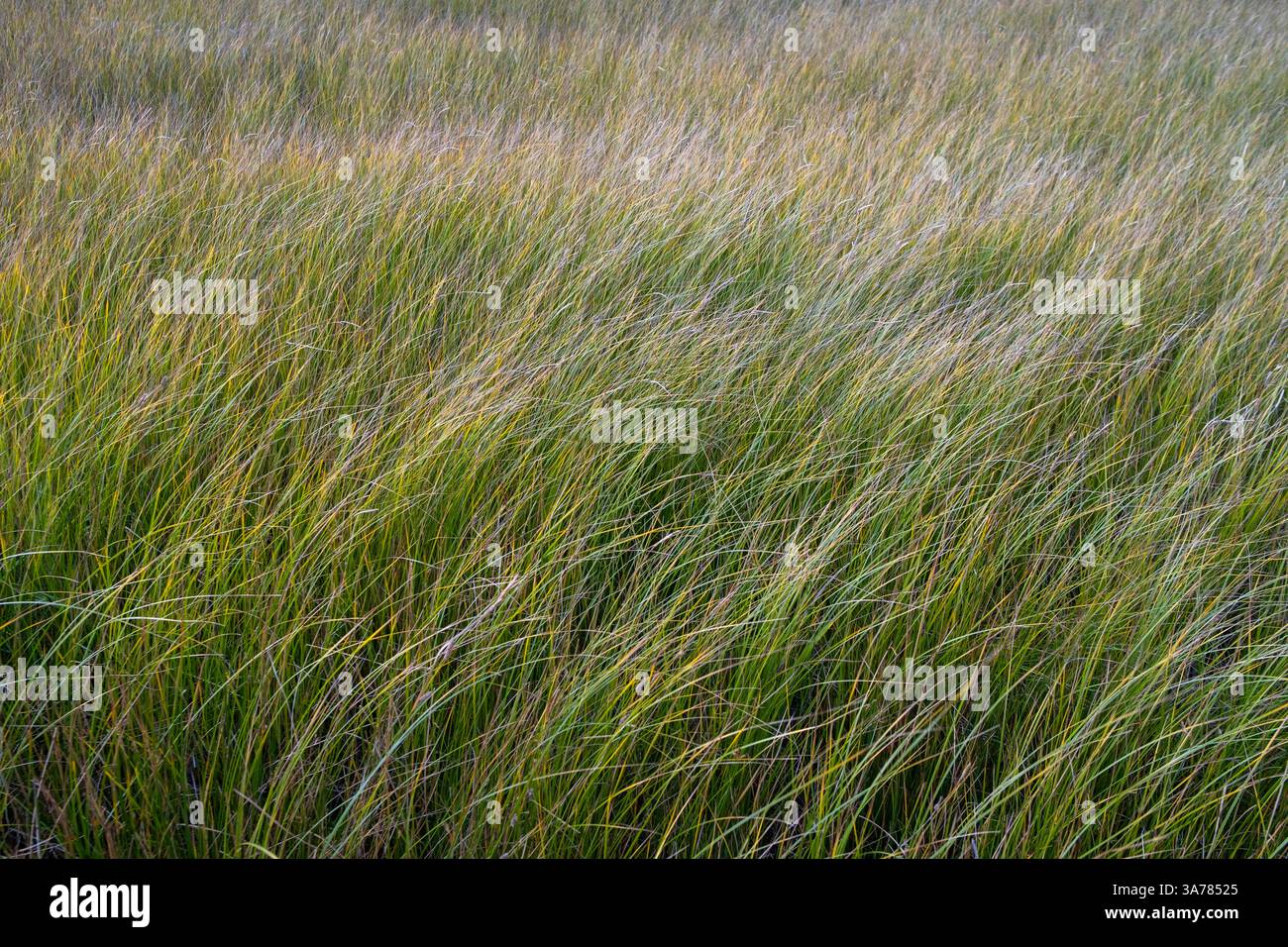 Field of windswept meadow grasses and wildflowers, Lake Tahoe ...