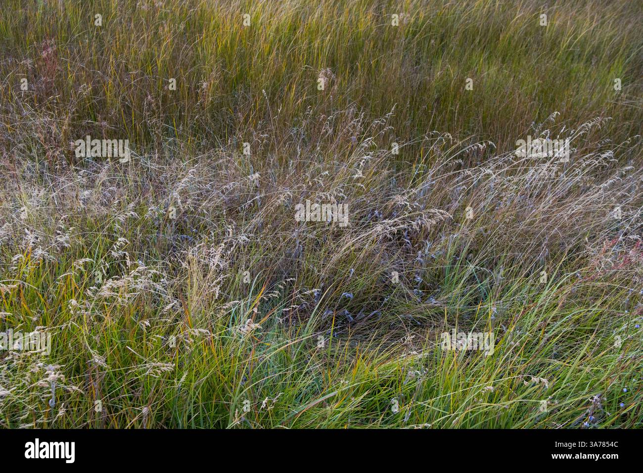 Field of windswept meadow grasses in Fall, Lake Tahoe, CA, USA Stock ...
