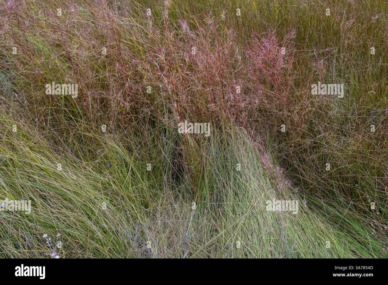 Field of windswept meadow grasses and wildflowers, Lake Tahoe ...