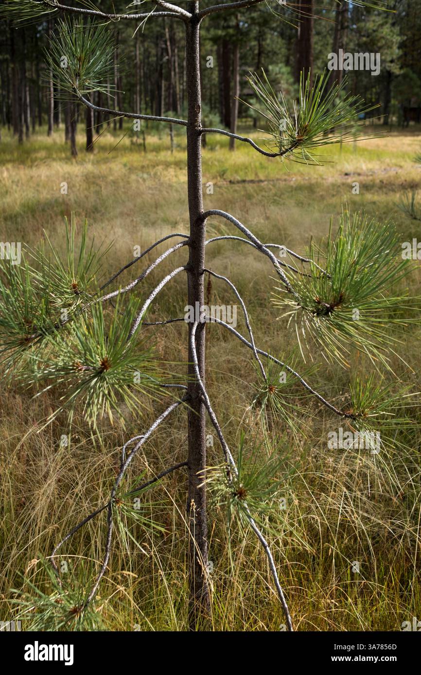 Ponderosa pine sapling, forest and meadow in distance, High Sierra ...