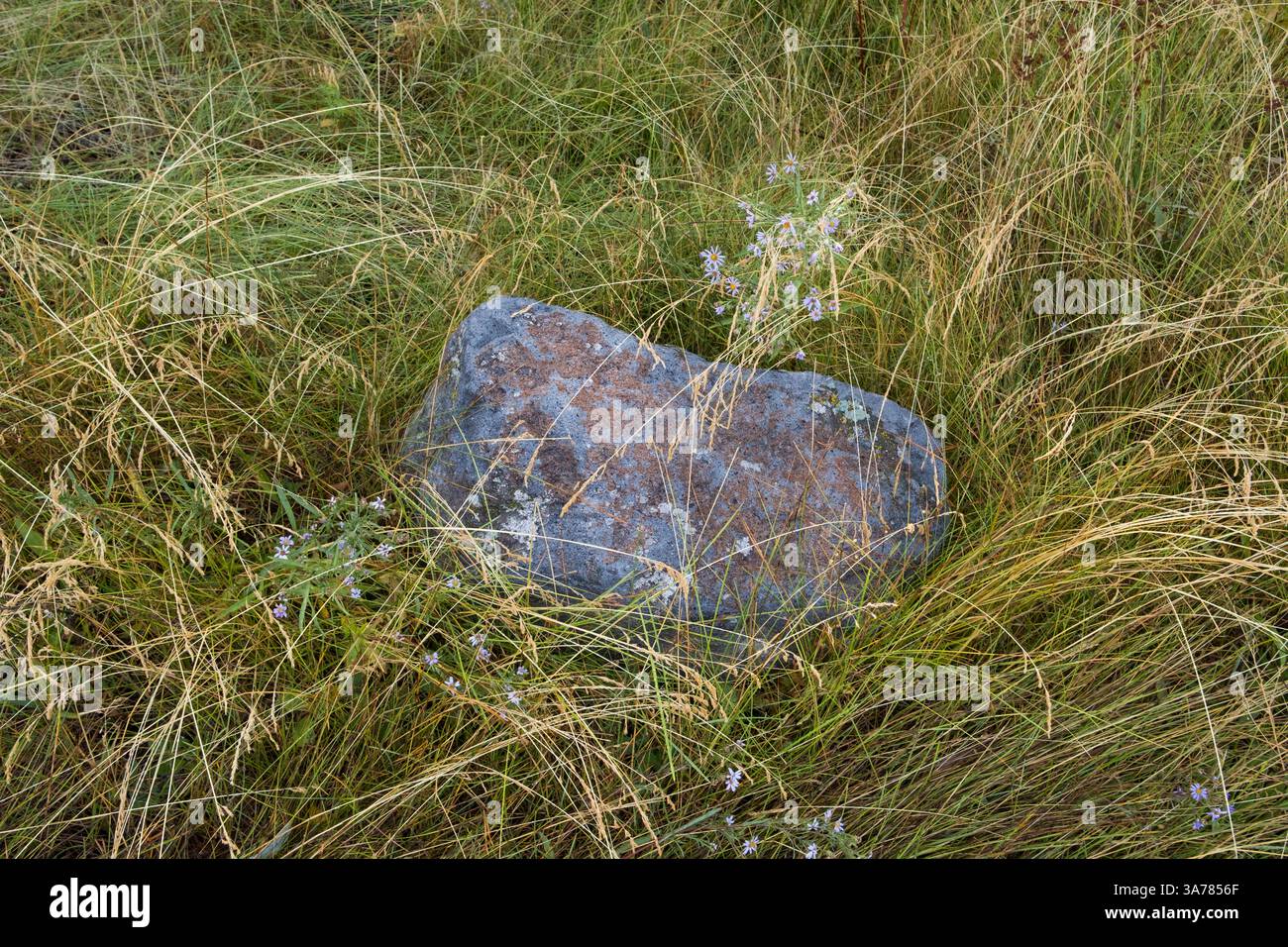 Boulder in field of marsh grasses and wildflowers in the High Sierra ...