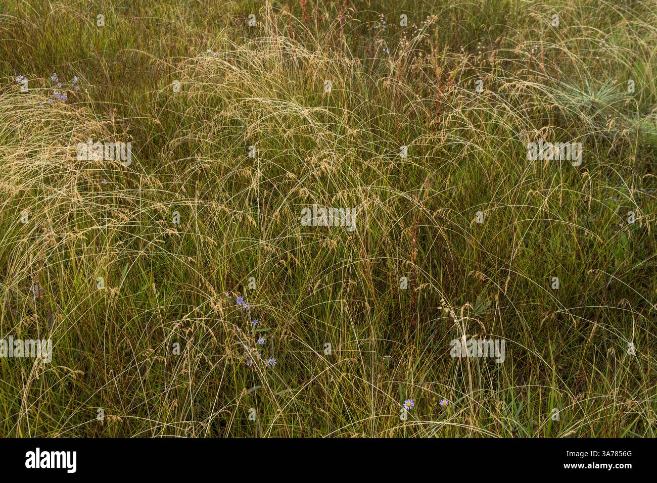 Field of windswept meadow grasses and wildflowers, Lake Tahoe ...