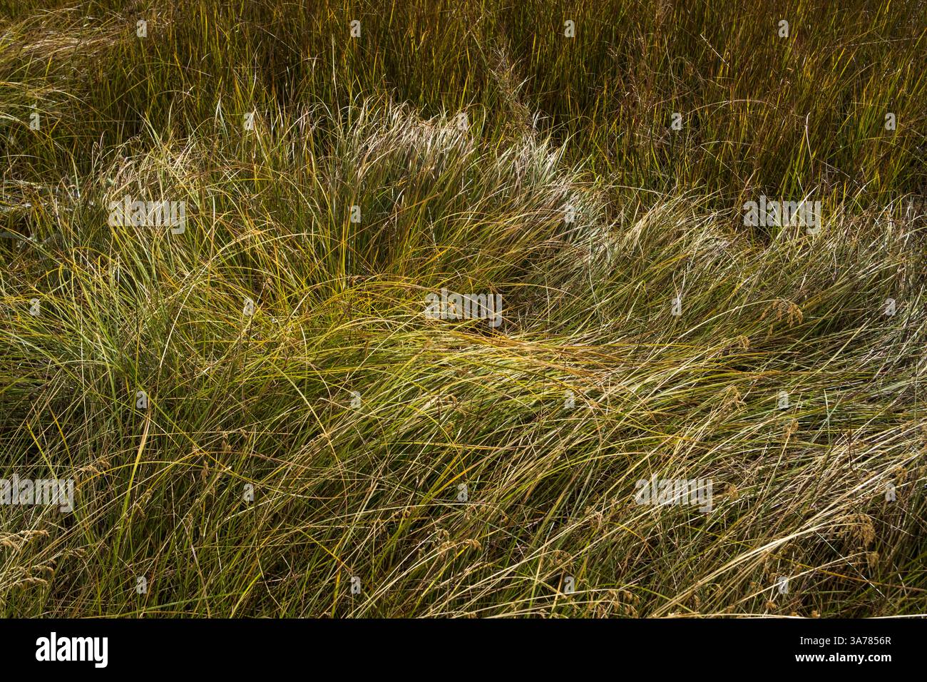 Field of windswept meadow grasses and wildflowers Stock Photo - Alamy