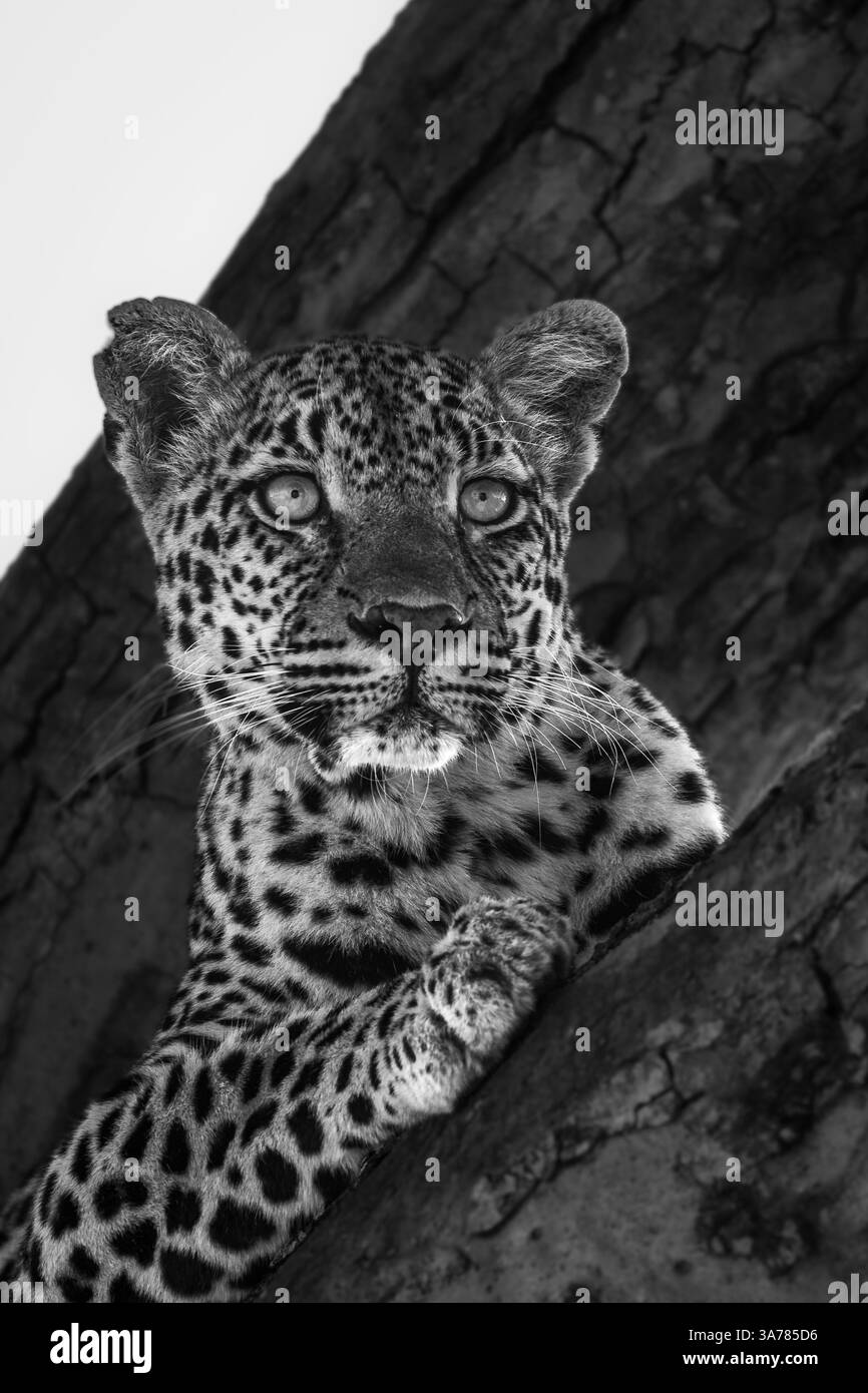 A portrait of a leopard, Panthera Pardus, black and white Stock Photo ...