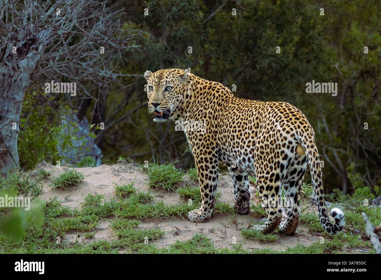 Male leopard, Panthera pardus, full-body shot Stock Photo - Alamy