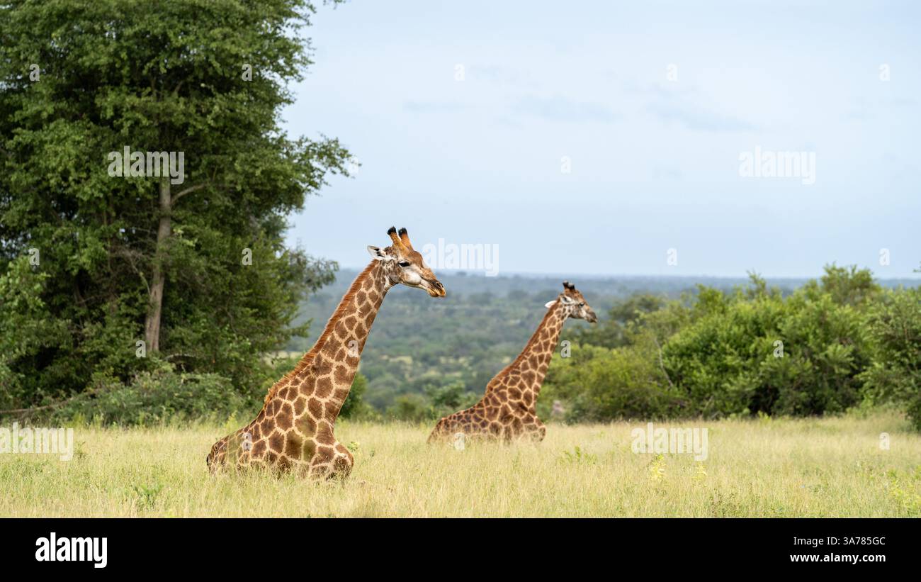 Giraffe, Giraffa camelopardalis, two giraffe lying down in a moment of ...