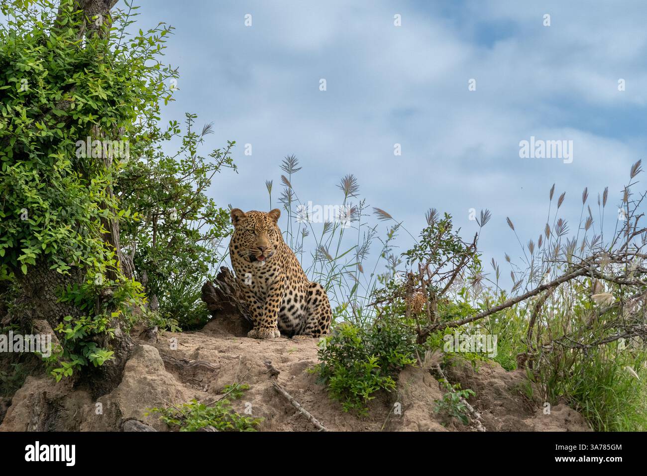 Leopard, Panthera pardus, male perched on a termite mound, surveying ...