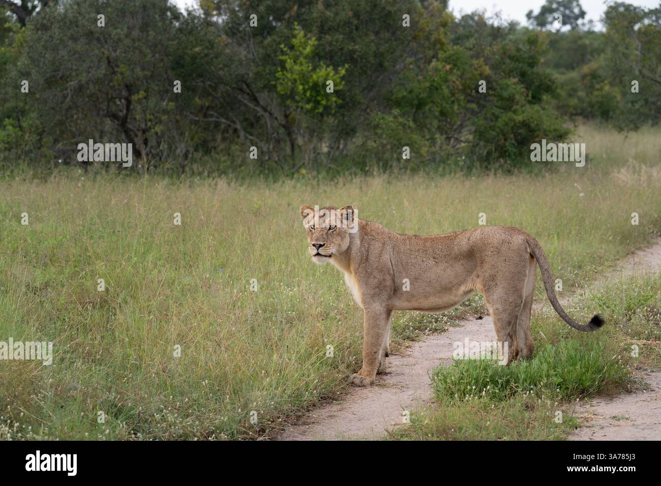 Lion, Panthera leo, lioness standing in grass Stock Photo - Alamy