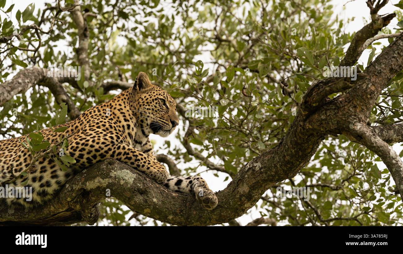 Leopard, Panthera pardus, female lying in tree Stock Photo - Alamy