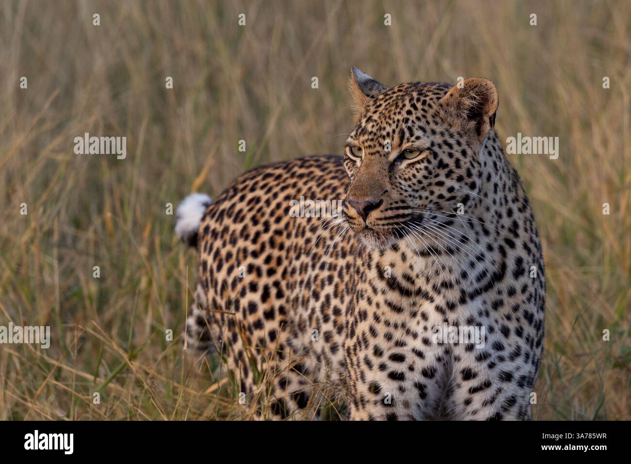Female Leopard, Panthera pardus, close-up Stock Photo - Alamy