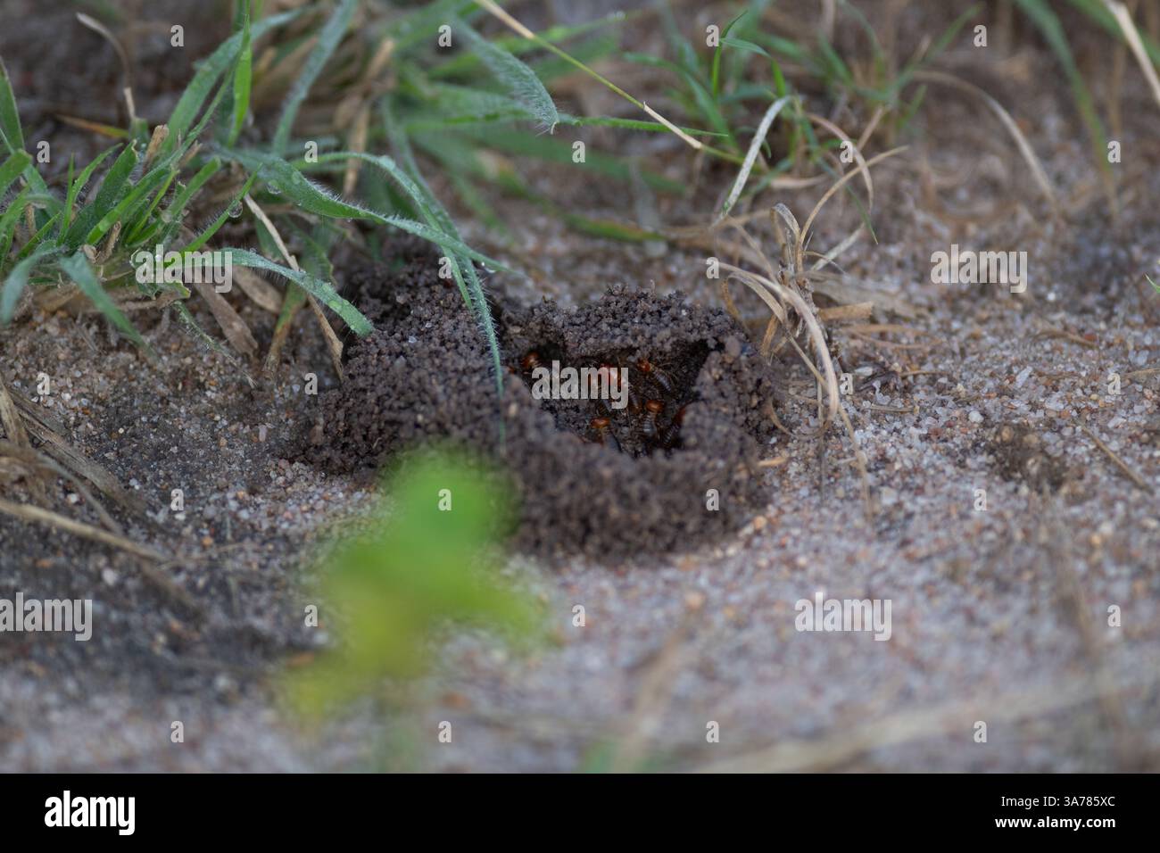 Termite, Macrotermes, close-up of a termite mound in the wild Stock ...