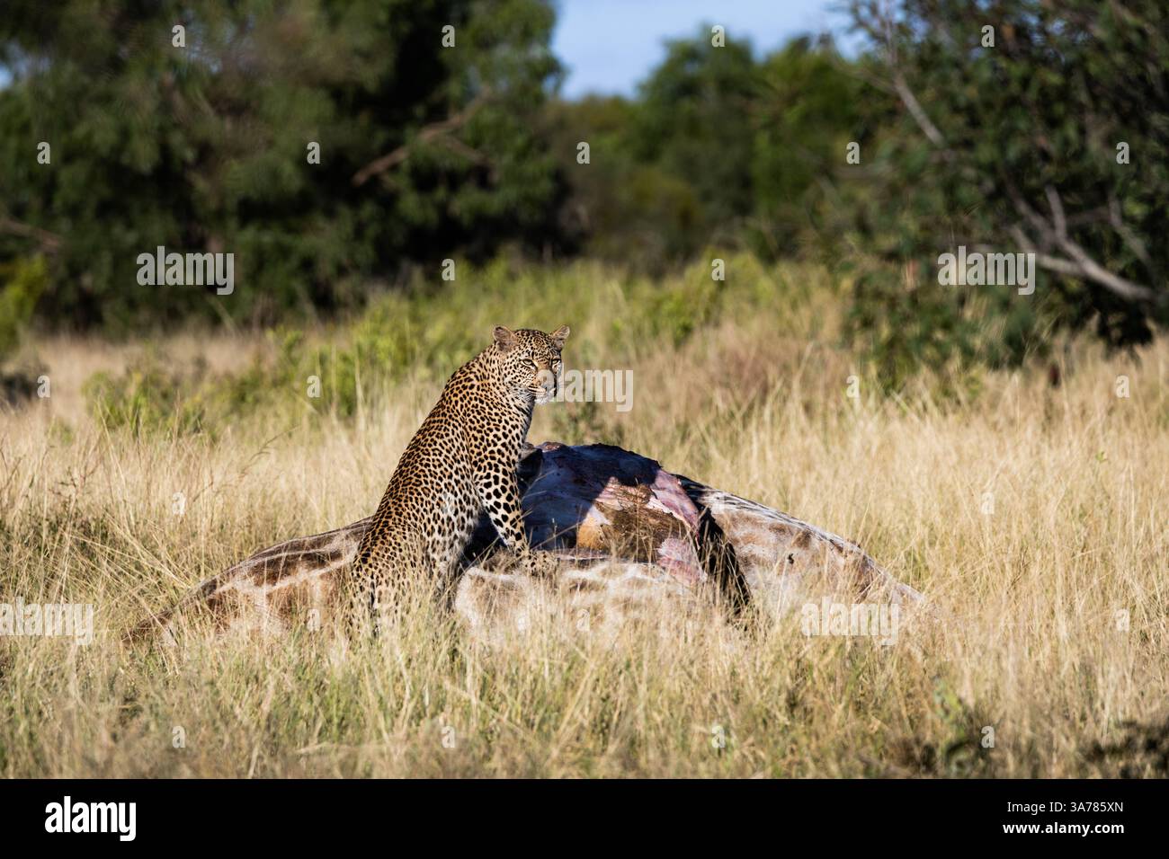 Leopard, Panthera pardus, feeding on a giraffe carcass Stock Photo - Alamy