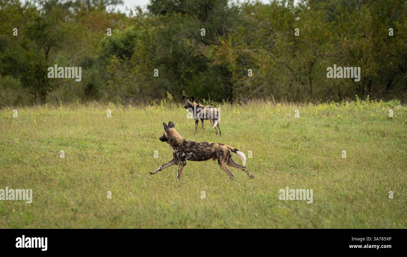 Wild Dogs, Lycaon pictus, running Stock Photo - Alamy