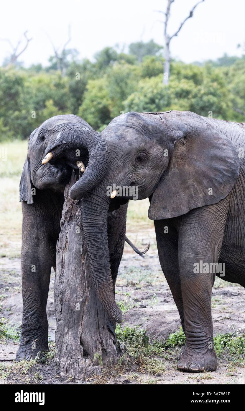 Elephant, Loxodonta africana, young elephants scratching themselves on ...