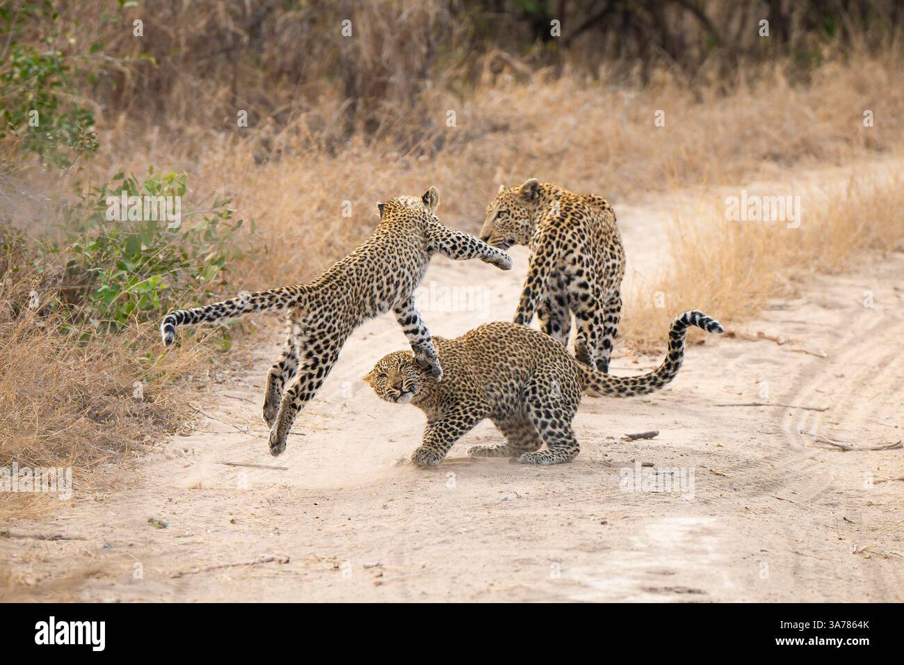 Leopard and Cubs, Panthera pardus, playing together Stock Photo - Alamy