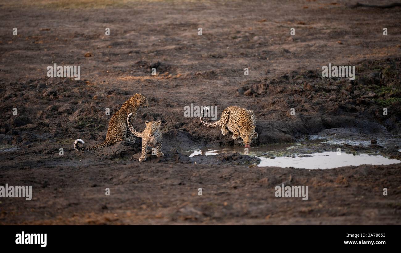 Leopard with cubs, Panthera pardus, drinking from a dam Stock Photo - Alamy