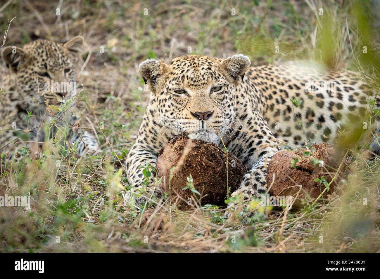 Leopard, Panthera pardus, female rests her head on a ball of elephant ...