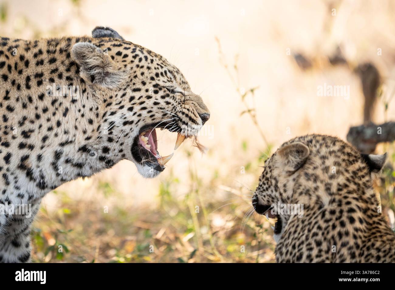 Leopard, Panthera pardus, female snarling at her cub Stock Photo - Alamy