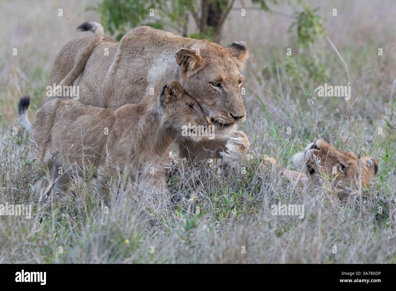 Lion cubs, Panthera leo, sitting together in grass Stock Photo - Alamy