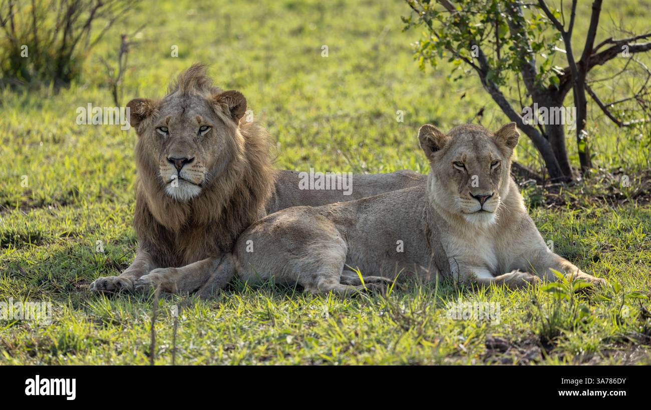 Lion pair, Panthera leo, male and female lying together Stock Photo - Alamy