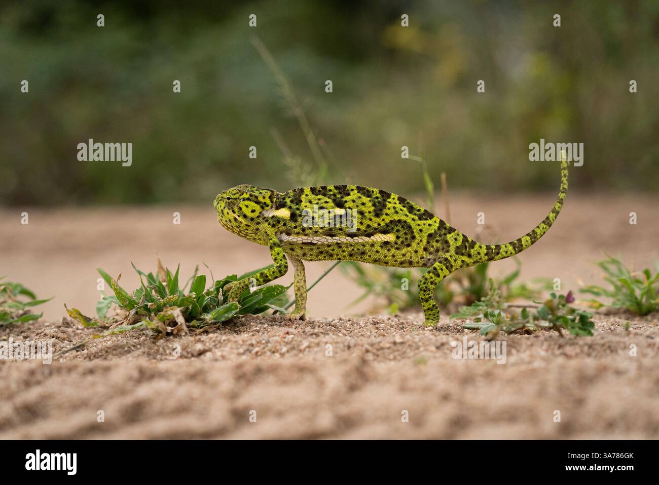 Chameleon, Chamaeleonidae, walking on the ground Stock Photo - Alamy
